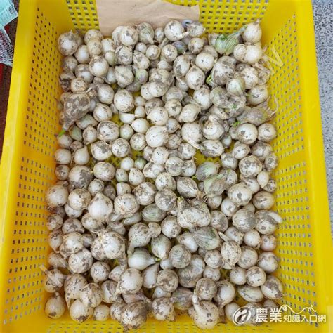 季節性野菜 原住民族農產業主題館 農業知識入口網