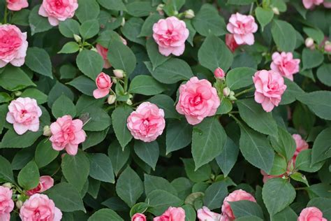 Fleißiges Lieschen Impatiens Walleriana