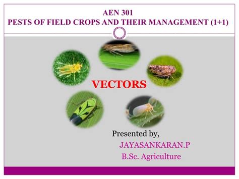 Insect Vector For Plant Diseases Pptx