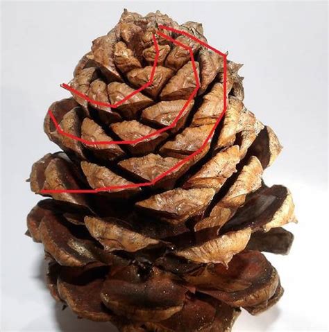 Fibonacci Sequence In Pine Cones