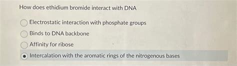 Solved How Does Ethidium Bromide Interact With Dna