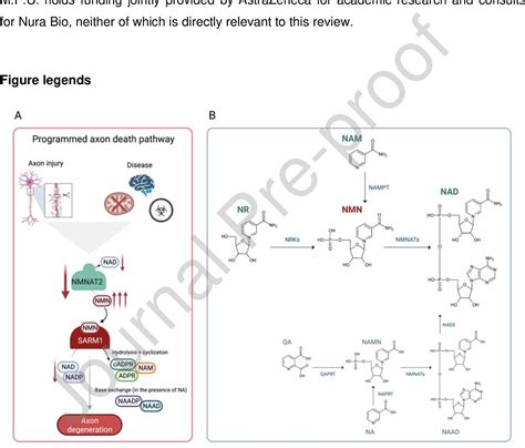 Figure 1 From Nmn The Nad Precursor At The Intersection Between Axon