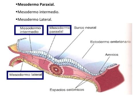 Desarrollo Embrionario Y Fetal Timeline Timetoast Timelines