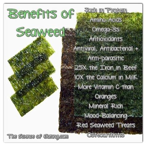 Best 14 The Benefits Of Seaweed For Your Skin Phoenix And Providence