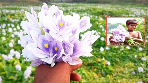 কচুরিপানা ফুল অসাধারণ প্রাকৃতিক সুন্দর দৃশ্য Vlog Ador Ahmed Sojib √ Youtube