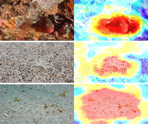 Figure 1 From Attention Based Neighbor Selective Aggregation Network For Camouflaged Object