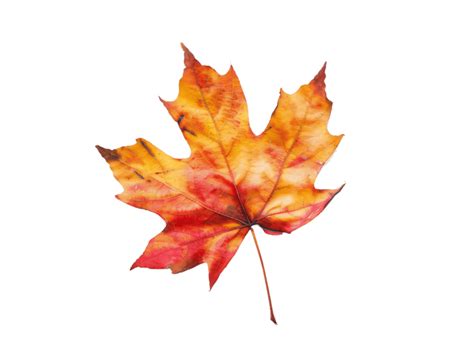 Falling Leaf Pngs For Free Download