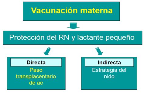 Vacunación Durante El Embarazo