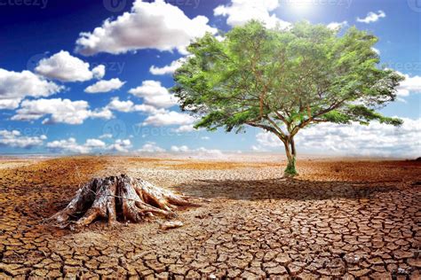 Ecology Drought Fighting Life Concept Lonely Green Tree In Drought Stock Photo At