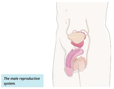 Module 12 The Reproductive System Flashcards Quizlet