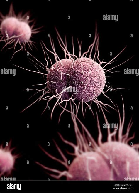 3d Digitally Generated Image Of Neisseria Gonorrhoeae Bacteria Stock