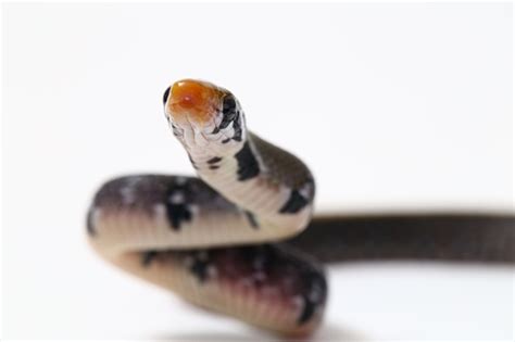 콜로냐투스 플라볼리나투스 검은 구리 쥐 뱀 또는 노란색 줄무늬 뱀은 동남 아시아에서 발견되는 콜럽드 뱀의 종입니다 흰색 배경에