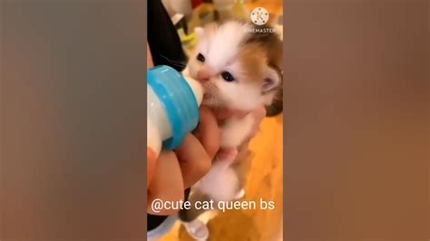 Dudi Dudi Dum Dum 🍼🐱💃shortvideo Shorts Viralvideo Cat Funny