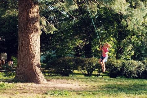 Trimming Trees Stihl Pole Pruner Reality Daydream
