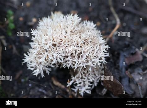 Clavulina Coralloides Also Known As Clavulina Cristata The White