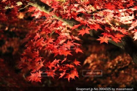 弥彦公園 もみじ谷の紅葉の写真画像素材 3904325 Snapmartスナップマート