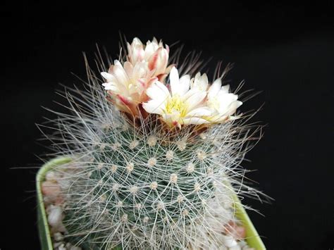 フリー写真画像 有刺鉄線、サボテン、植木鉢、花