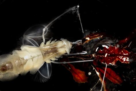 Swimming Crustacean Eats Unlikely Food Source In The Deep Ocean Whoi Press Release