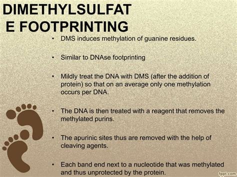 Dna Footprinting Ppt