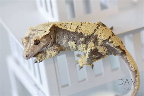 Lavender And Cream Harlequin Crested Gecko Fringemorphs