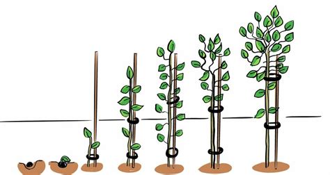 Techtalk Quality Coaching Trends And Practical Examples