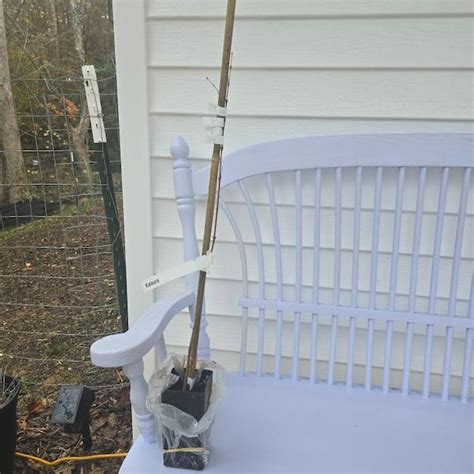 Higan Weeping Cherry In An Abp Container Etsy