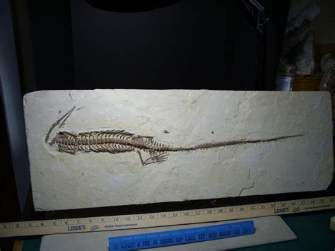 Mesosaurus Fossil 062517c The Stones And Bones Collection