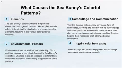 The Cute Seabunny Jorunna Parva 111 Pptx Pptx