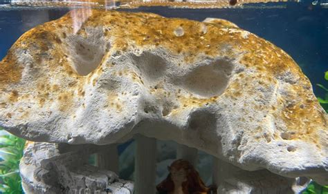 168 Brown Algae Aquarium Science