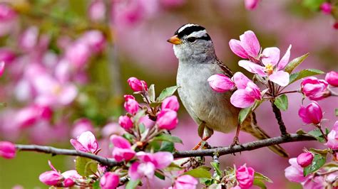 Bird On A Blossom Branch Spring Season