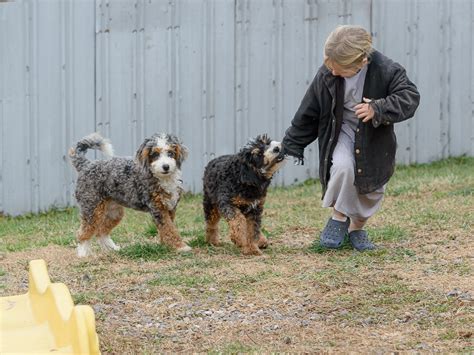 Grant Multigen Mini Bernedoodle
