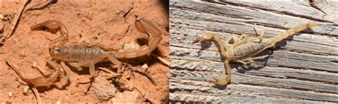 4 Scorpion Species Found In Colorado W Pics Bird Watching Hq