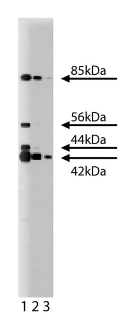 Erk Pan Erk Mouse Unlabeled Clone 16 Bd 150μg Unlabeled Erk Pan