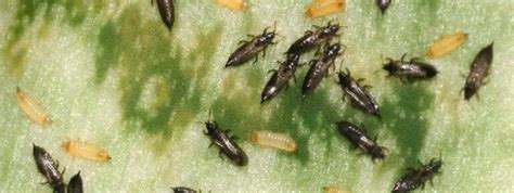 Control De Plagas En El Cultivo De La Mora Colombia Verde