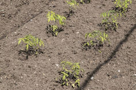 Tomato Seedlings Closeup Stock Image Image Of Garden 317918149