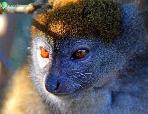 Golden Bamboo Lemur Hapalemur Aureus Diet Fun Facts Pictures