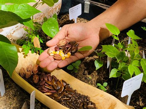 Conservación De Semillas La Red Cultural Del Banco De La República