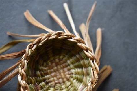Twined Basketry Dandelion — Foragedfibres Buymeacoffee