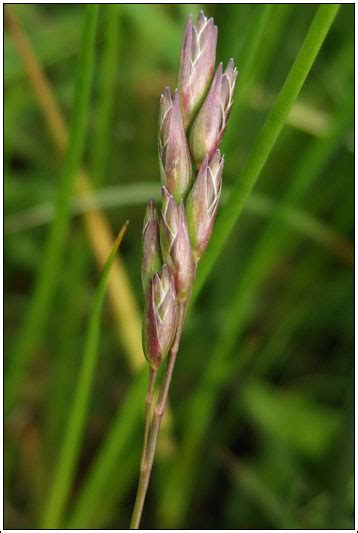 Irish Grasses Heath Grass