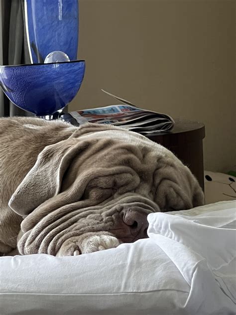 Wrinkles For Days Oh Carmela Marie R Carmelamarie