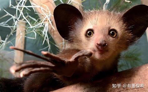 雨林的乐章：指猴如何用敲击树皮寻找食物？ 知乎