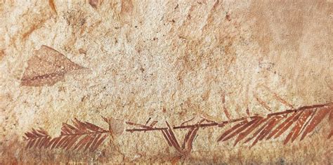 Plant Fossil On Stone Stock Image Image Of Carboniferous 346941799