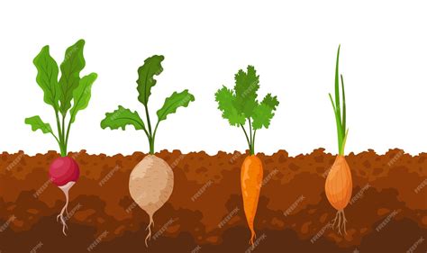 Premium Vector Collection Of Growing Vegetables Plants Showing Root