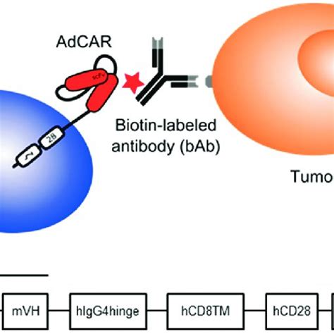 Schematic Representation Of Adcar Nk 92 Function And Structure The