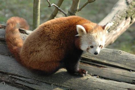 Biografia pandy wielkiej Niesamowite fakty o pandach Zasięg i siedlisko