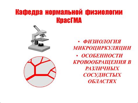 Физиология микроциркуляции Особенности кровообращения в различных