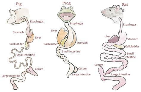 Diagram Of Rat Digestive System