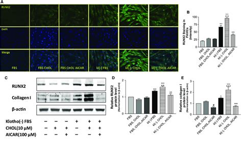Upregulation Of Runx2 Pavics Treated With Klotho Deficient Fbs Andor