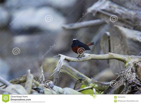White Capped Redstart Phoenicurus Leucocephalus Corbett Tiger Reserve