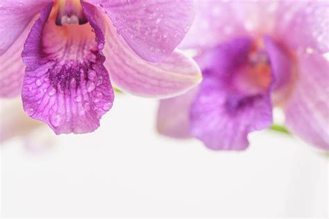 꽃잎 보라색 난초 꽃 열대 숲 식물 꽃 흰색 Backgroundnature 봄 식물 바탕 화면 벽지 스파 배너 포스터 웹 사이트 표지 디자인에 매크로 소프트 포커스 물방울을